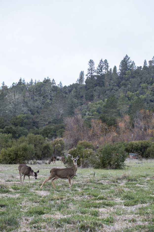 Quail Hollow Ranch County Park
